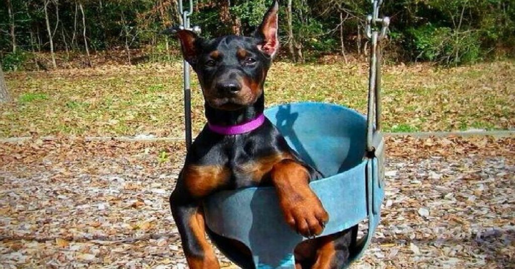 15 Signs You’re A Crazy Doberman Person… and Damn Proud To Be!