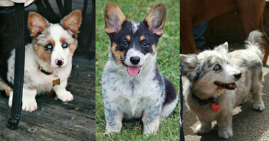 25 UNREAL Corgi Dog Cross Breeds You’ve Got To See To Believe