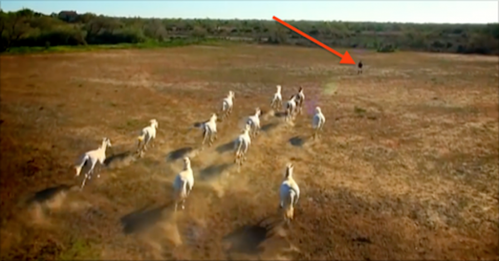 See the 12 horses? Watch when they get to the guy in the background