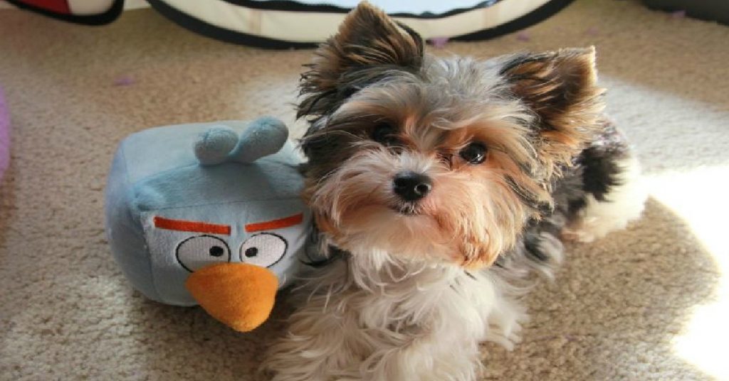 15 Signs That Indicate You’re A Crazy Yorkshire Terrier Person… And Are ...