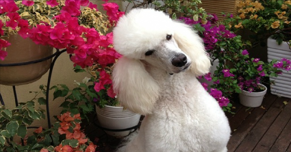 6 Problems Only Poodle Owners Will Understand