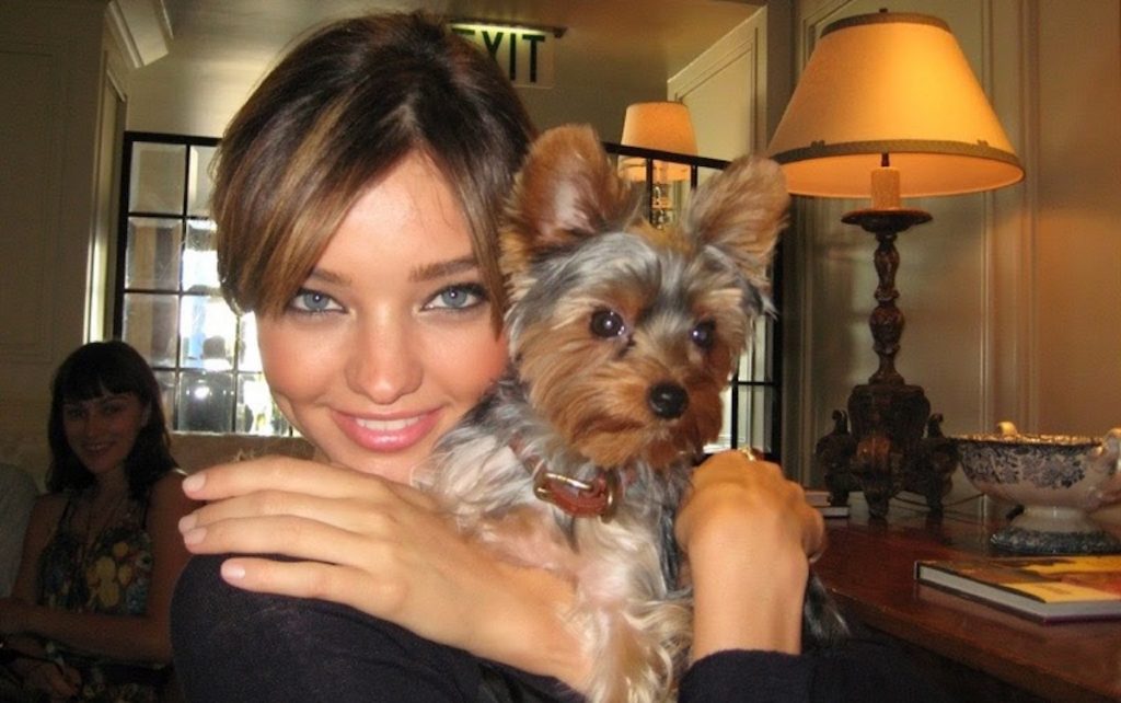 20 Celebrity Yorkie Owners