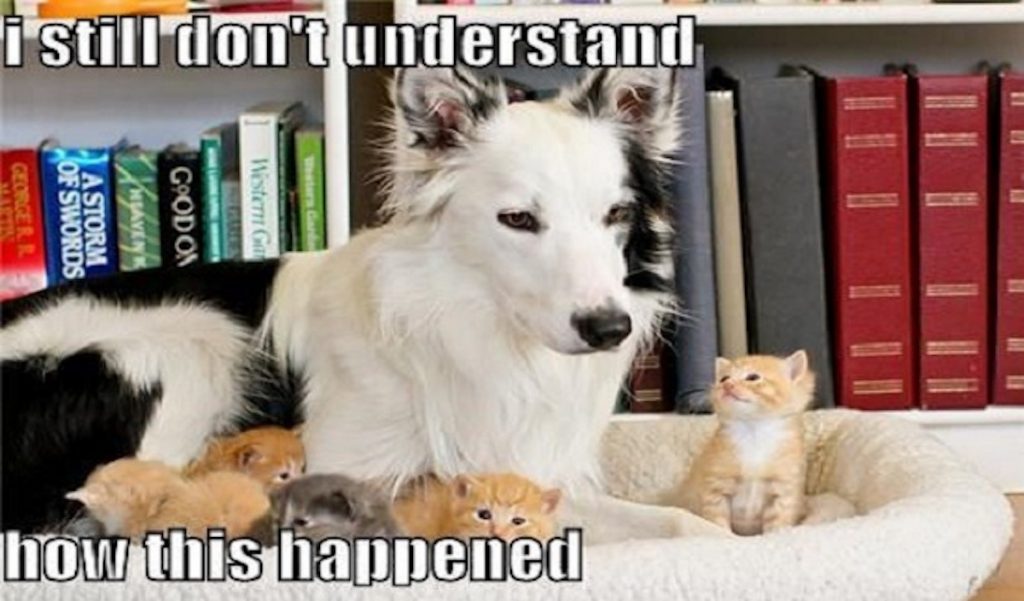 10 Best Border Collie Memes of All Time