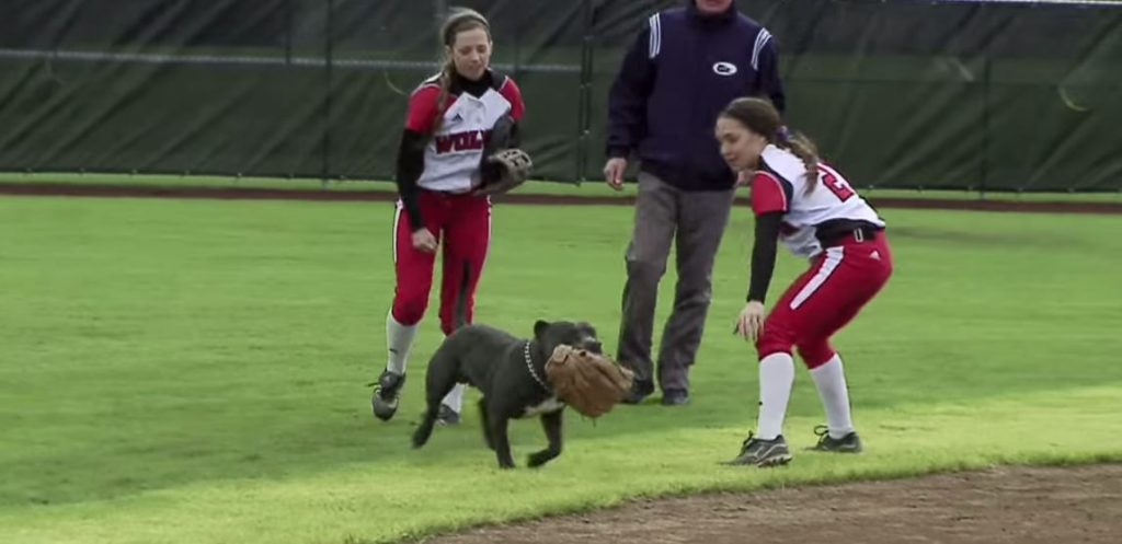 Dog Steals Show at University Softball Game