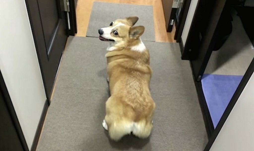 Corgi Shows Off His Mad Twerking Skills