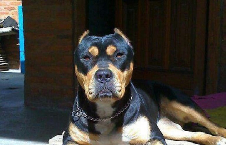 12 Unreal Rottweiler Cross Breeds You Have To See To Believe