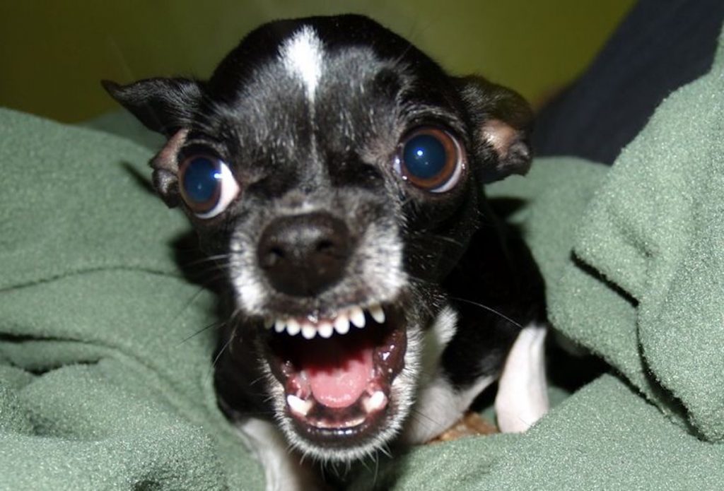 10 Reasons Why Chihuahuas Are The Most Dangerous Pets. The Last One Is ...