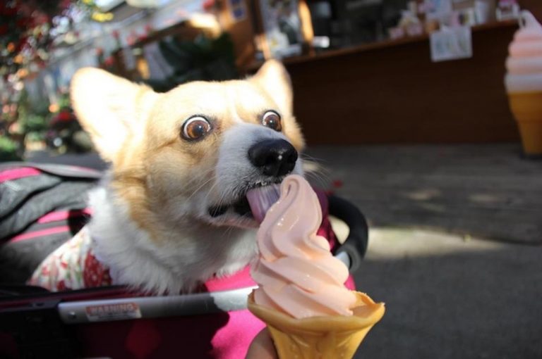 The 21 Most Ridiculous Corgi Pictures Ever
