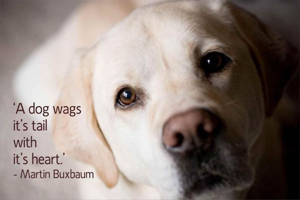21 Quotes That Will Change The Way You Think About Labradors