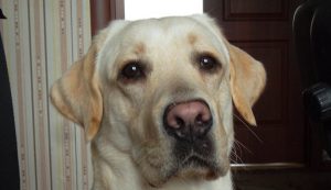 6 Cool Facts About Labrador Retrievers