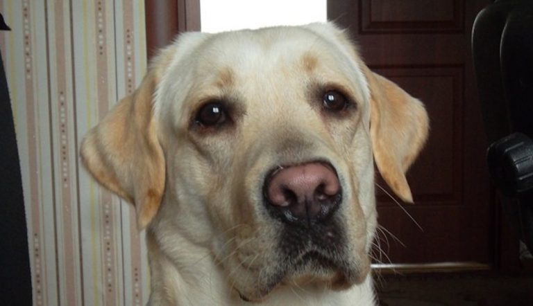 6 Cool Facts About Labrador Retrievers