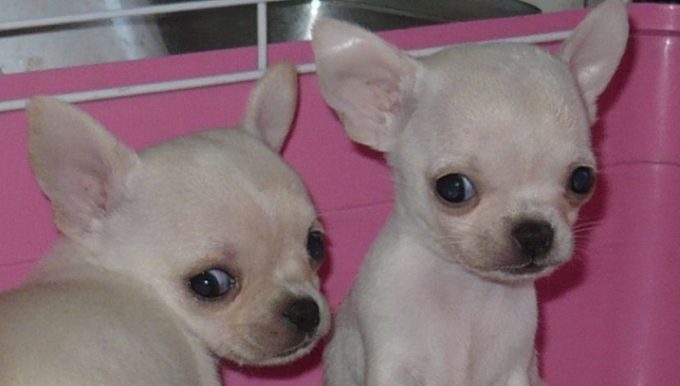 6 Cool Facts About Chihuahuas