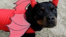 10 Costumes That Prove Rottweilers Always Win At Halloween