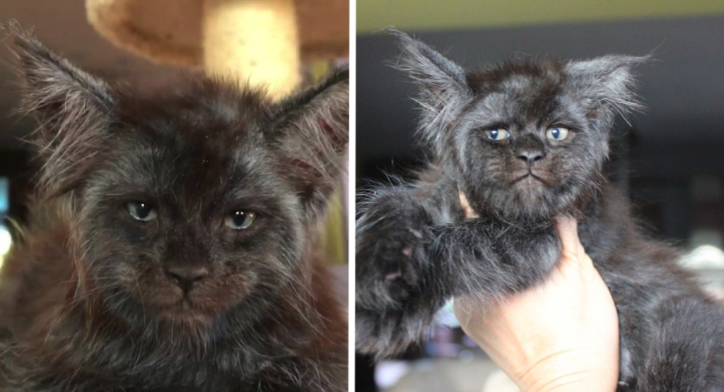 People Say This Cat Has A Human Face, And It’s Hard To Unsee