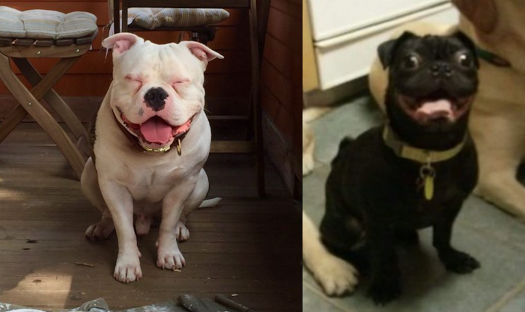 22 Dogs Just Got Their Forever Homes, And They Can’t Stop Smiling