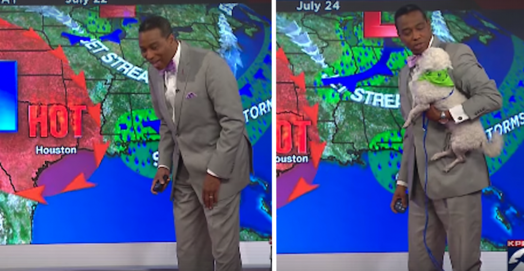 Little Dog Interrupts Weather Forecast, Makes For Some Great TV