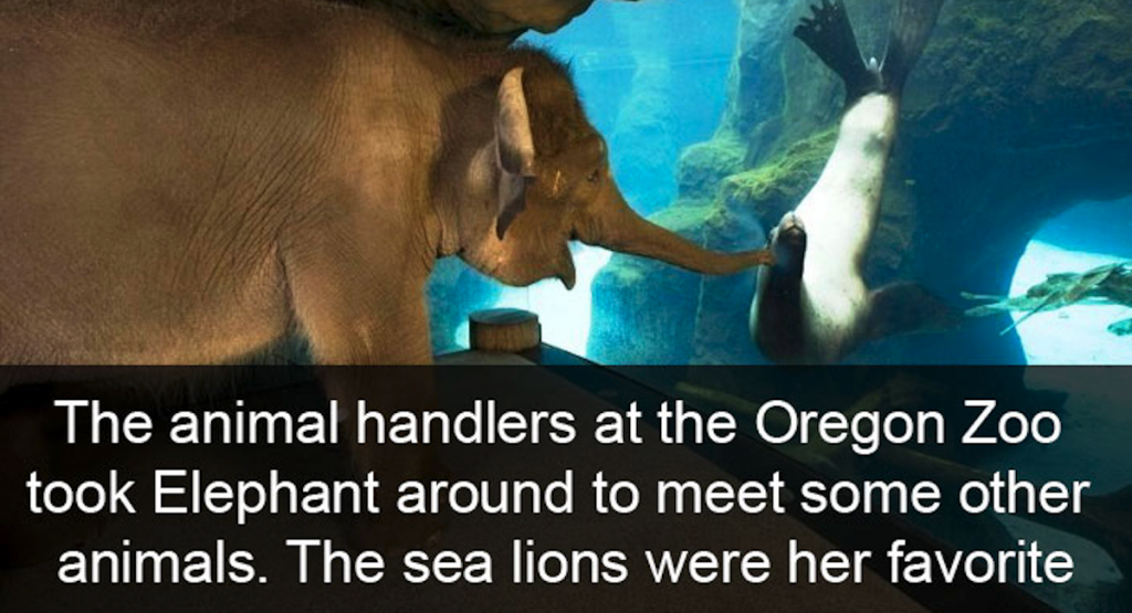 15 Animal Snapchats To Make Your Day