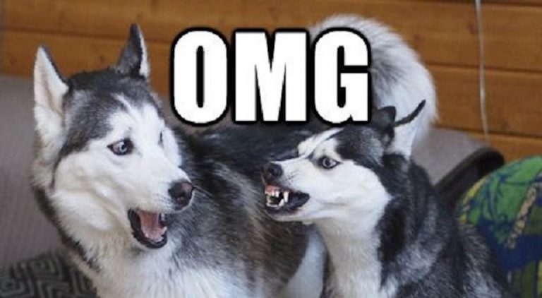 14 Best Husky Memes of All Time
