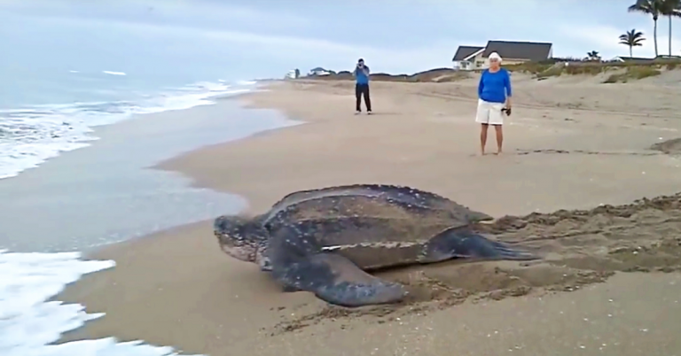 World’s Largest Sea Turtle Surfaces From Ocean, Stuns People With Her ...