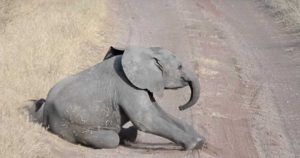 Baby Elephant Throws Temper Tantrum And Mom Knows What To Do