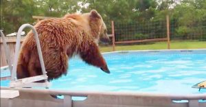 Grizzly bear in a pool having fun has to be the happiest video you’ll see