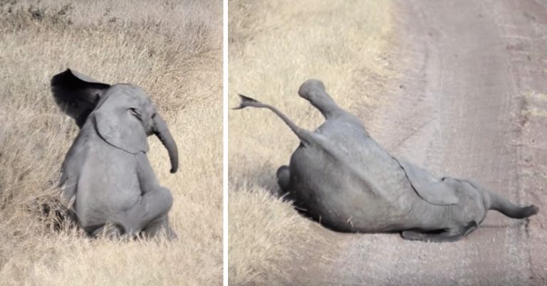 Baby Elephant Throws Temper Tantrum Like Human Child, Gets Royally ...