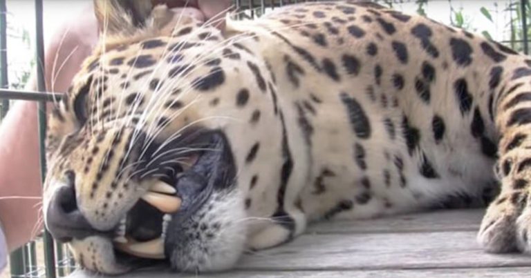 Man Reaches His Hand In To Pet This Massive Rescue Leopard And Gets The ...