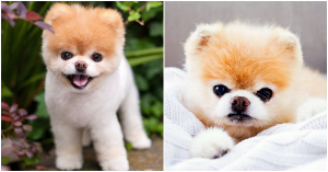 Boo, The ‘World’s Cutest Dog,’ Dies At Age 12 From A ‘Broken Heart’