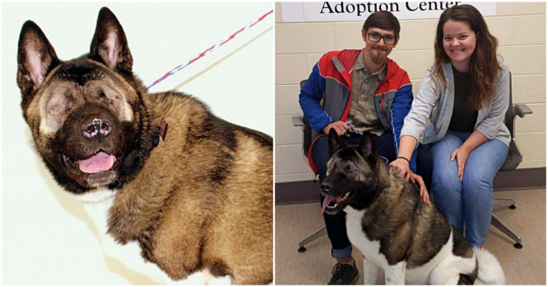 Shelter Dog With No Eyes Was Abandoned Twice, Then One Couple Gave Her ...