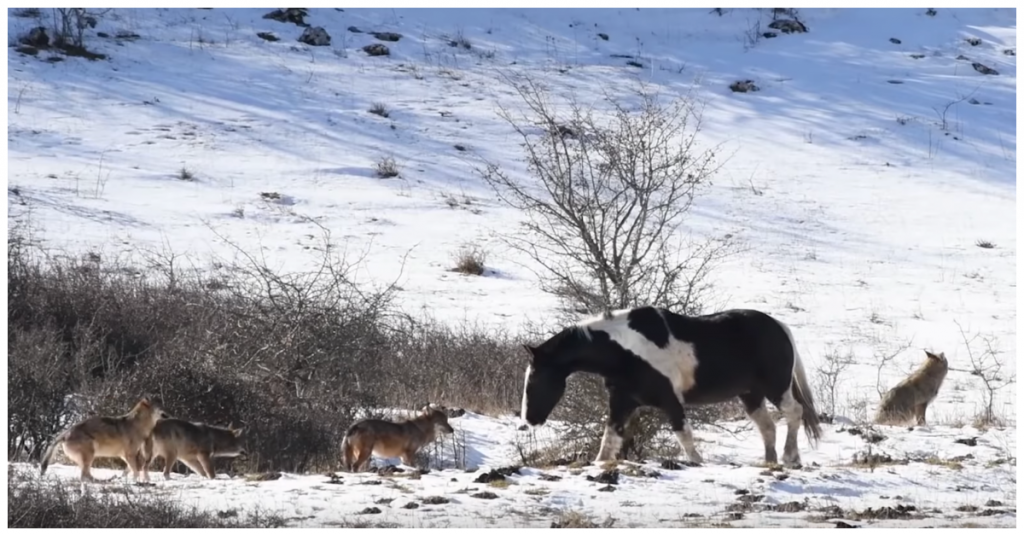 Lone Horse Runs Into Pack Of Wolves, Astounds Predators With Silliest ...