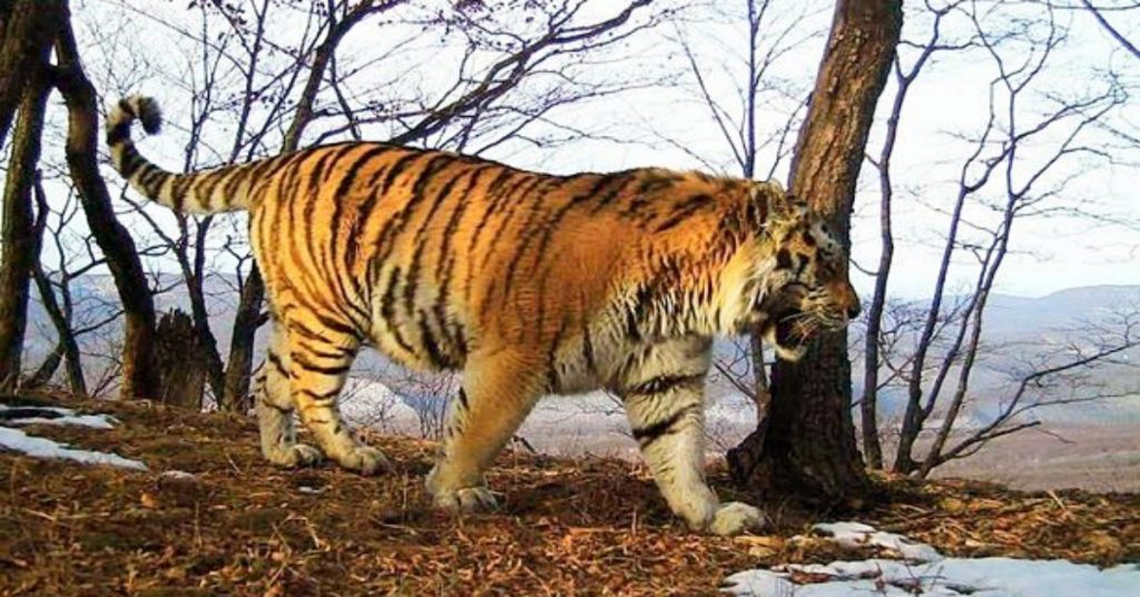 Wounded Tiger Defies His Instincts, Comes Out Of Wild To Ask Humans For ...