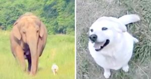 Elephant And Dog Become Best Friends, Then One Day The Dog Suddenly ...