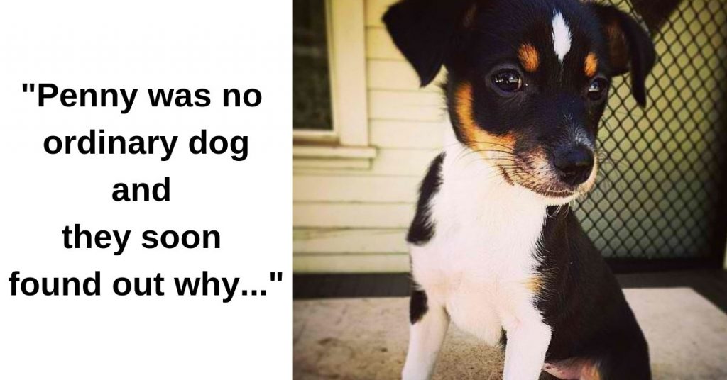 Woman Adopts Puppy That Kept Getting Sent Back To Shelter, Discovers ...