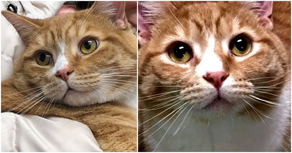 Cat Discarded For Being Too Cuddly, Told He’s Annoying & Not Welcome ...