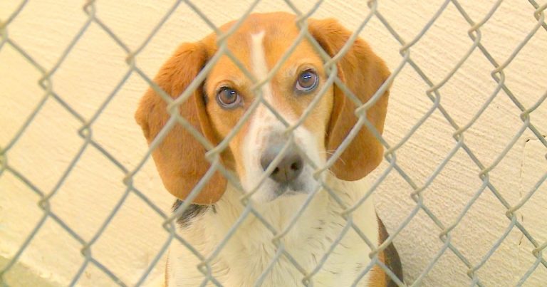 Man leaves $190K in will to shelter dogs, will help bring 700 dogs to ...