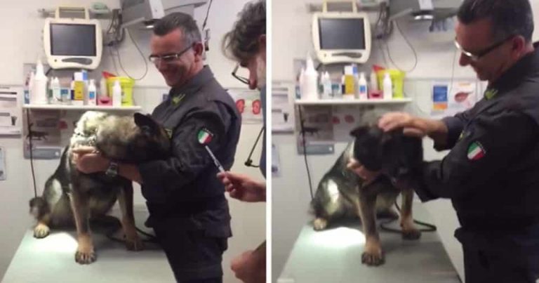 Big Bad Police Dog Is a Scaredy Cat at the Vet’s Office