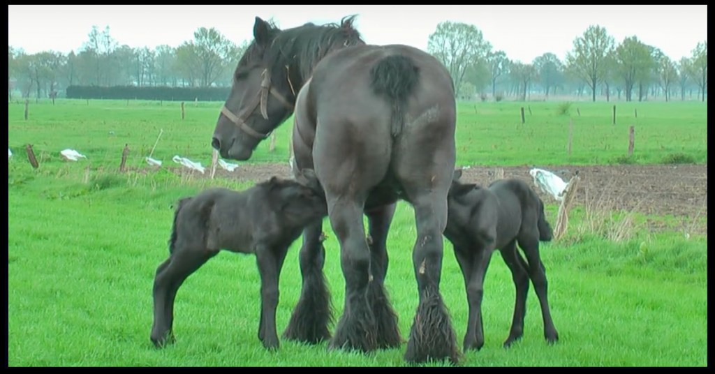 Rare 4 Day Old Twin Horses Love on Mama Horse, Video Leaves Us Swooning