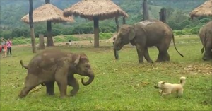 Adorable Baby Elephant And Dog Play Game Of Chase