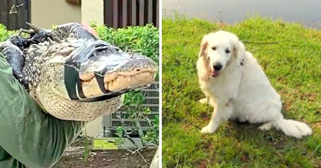 75-Yr-Old Grandpa Kicks & Punches Alligator, Saves Dog From Becoming ...