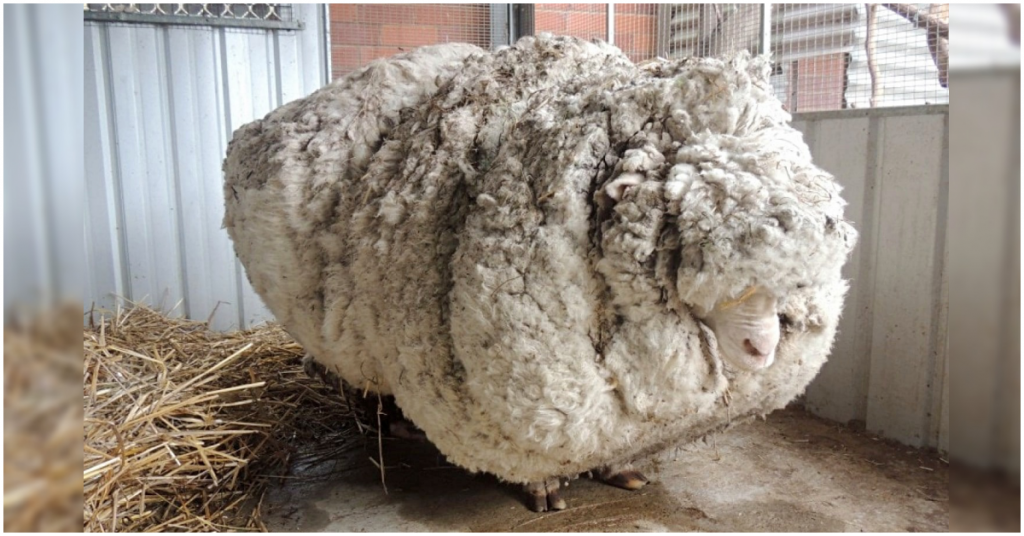 Hikers Spot A Neglected Sheep Struggling To Walk With A 90-Pound Wool Coat