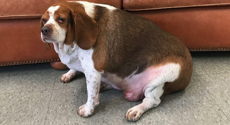 Overweight Beagle Dropped Off At The Shelter To Be Euthanized For Being ...