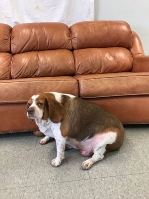 Overweight Beagle Dropped Off At The Shelter To Be Euthanized For Being ...