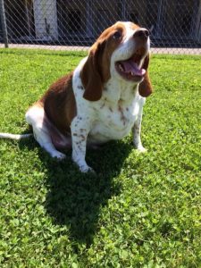 Overweight Beagle Dropped Off At The Shelter To Be Euthanized For Being ...