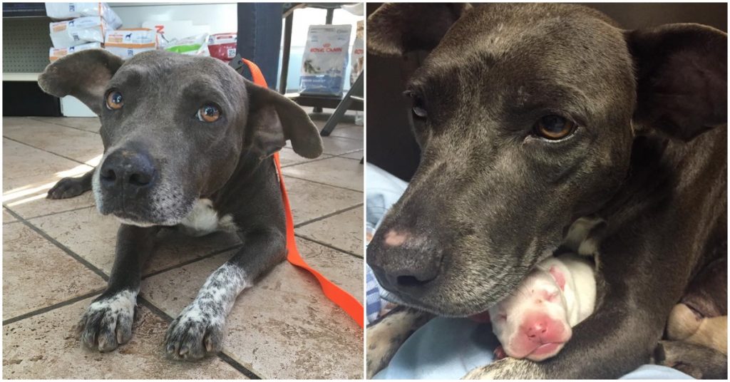 Pregnant Pup Dumped At “Dead Dog Beach” Was Rescued Just In Time To ...