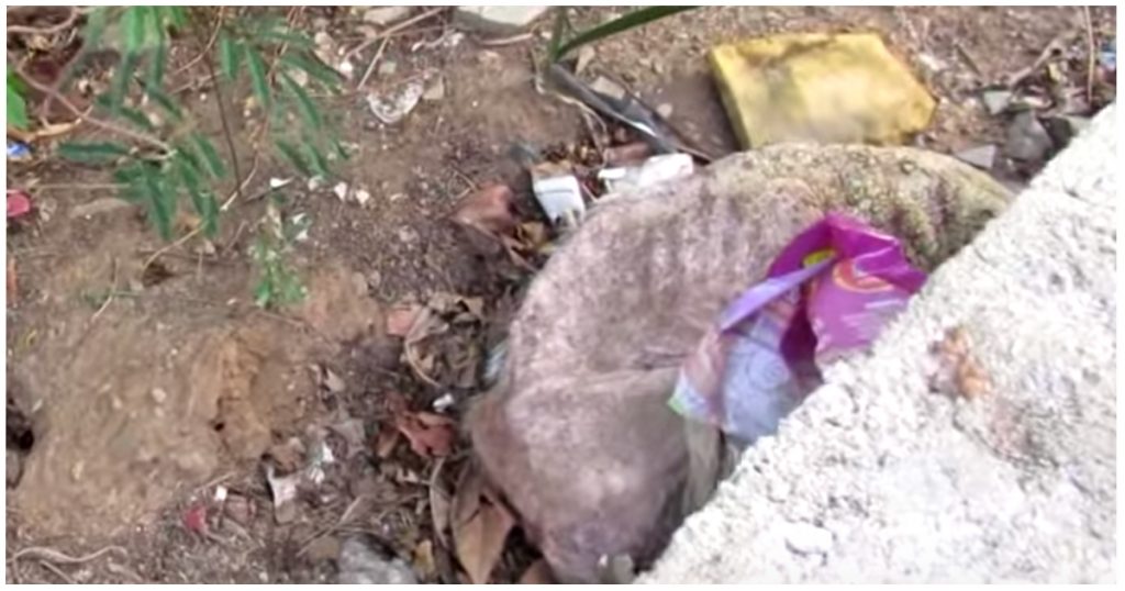 He Curled Up Into A Ball On A Pile Of Garbage To Hide From The World ...