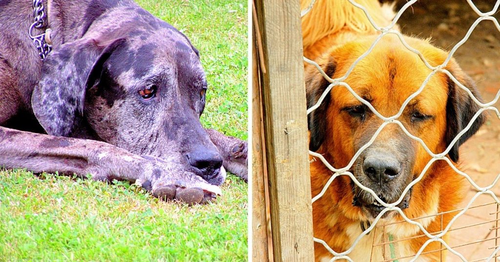 House Unanimously Passes Bill That Will Make Animal Cruelty A Federal Crime