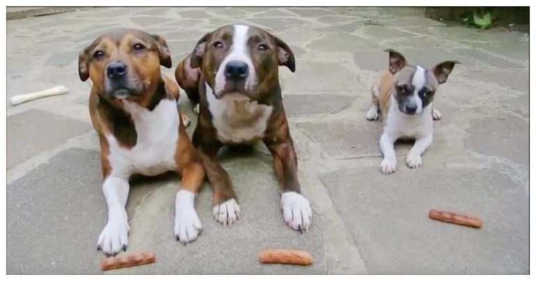 Mom Told Her Dogs To ‘Stay’, But The Little Dog Had His Own “Devious” Plan