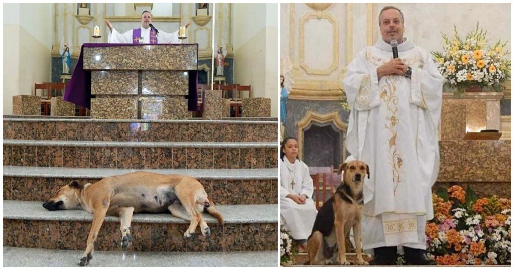 Priest Brings Stray Dogs Into His Church To Help Them Find Homes During ...