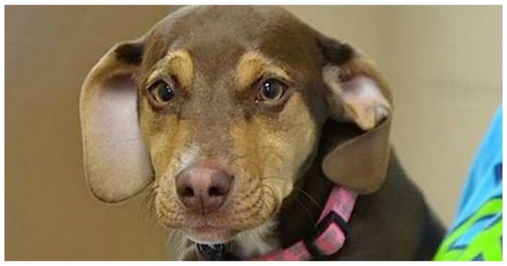 Couple’s Rescue Dog Was Acting Erratic And Leads Them To 3-Year-Old ...