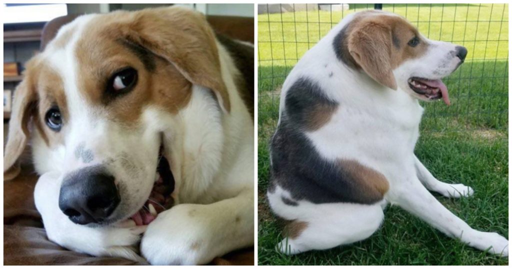 Dog Born With No Neck And A Butt On His Back Still Considered The ...